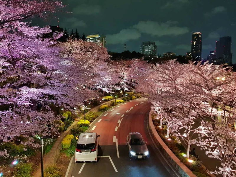 Life-travel-Japan-Sakura-city-car - MenDetails
