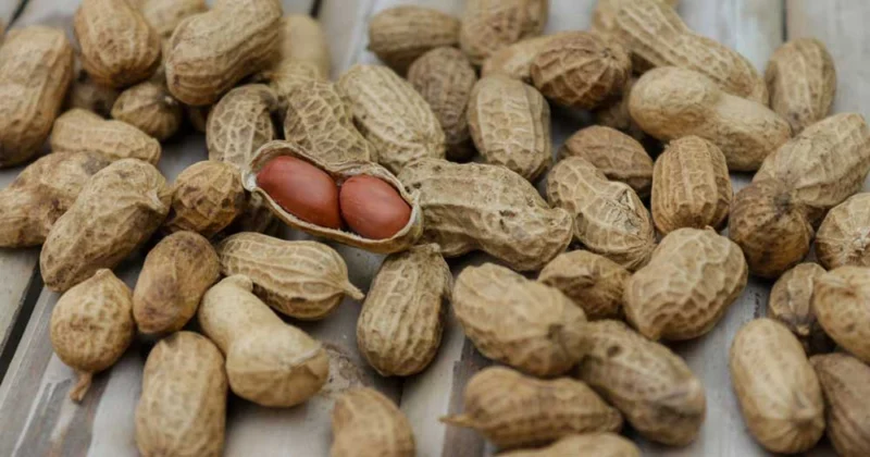 Life-Nut-Peanut-bean-food-eat-snack-health - MenDetails